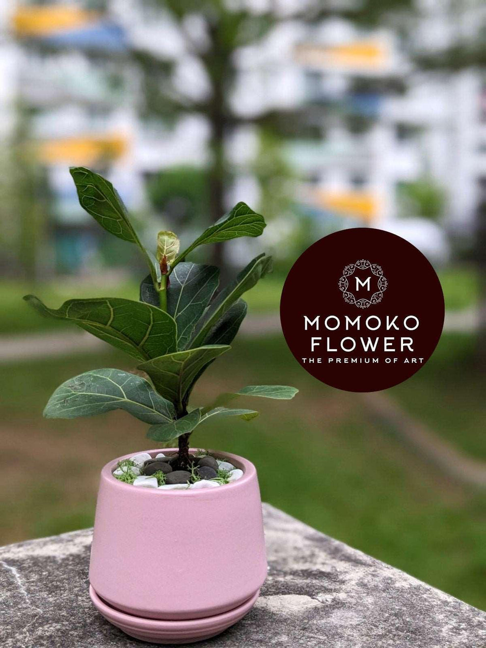 Momoko Foliage Delights Plant Arrangement